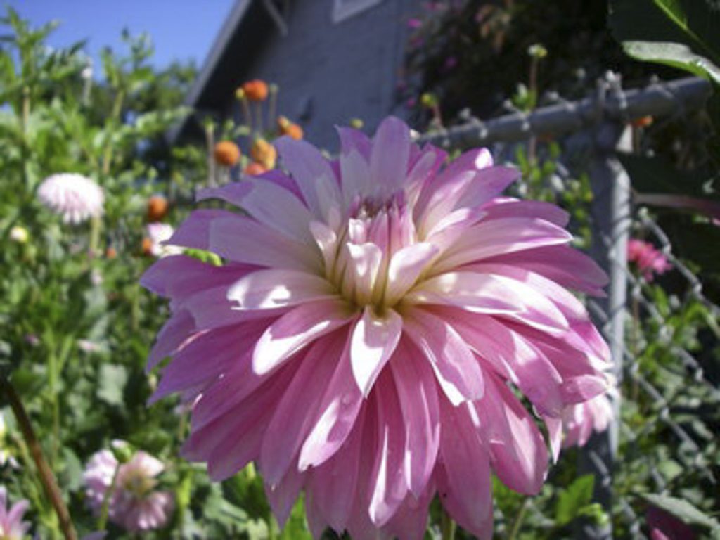 Alloway Candy - Old House Dahlias