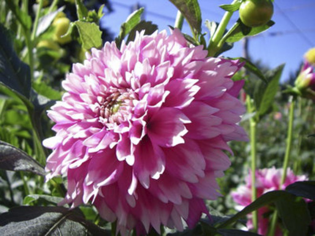 Fuzzy Wuzzy - Old House Dahlias