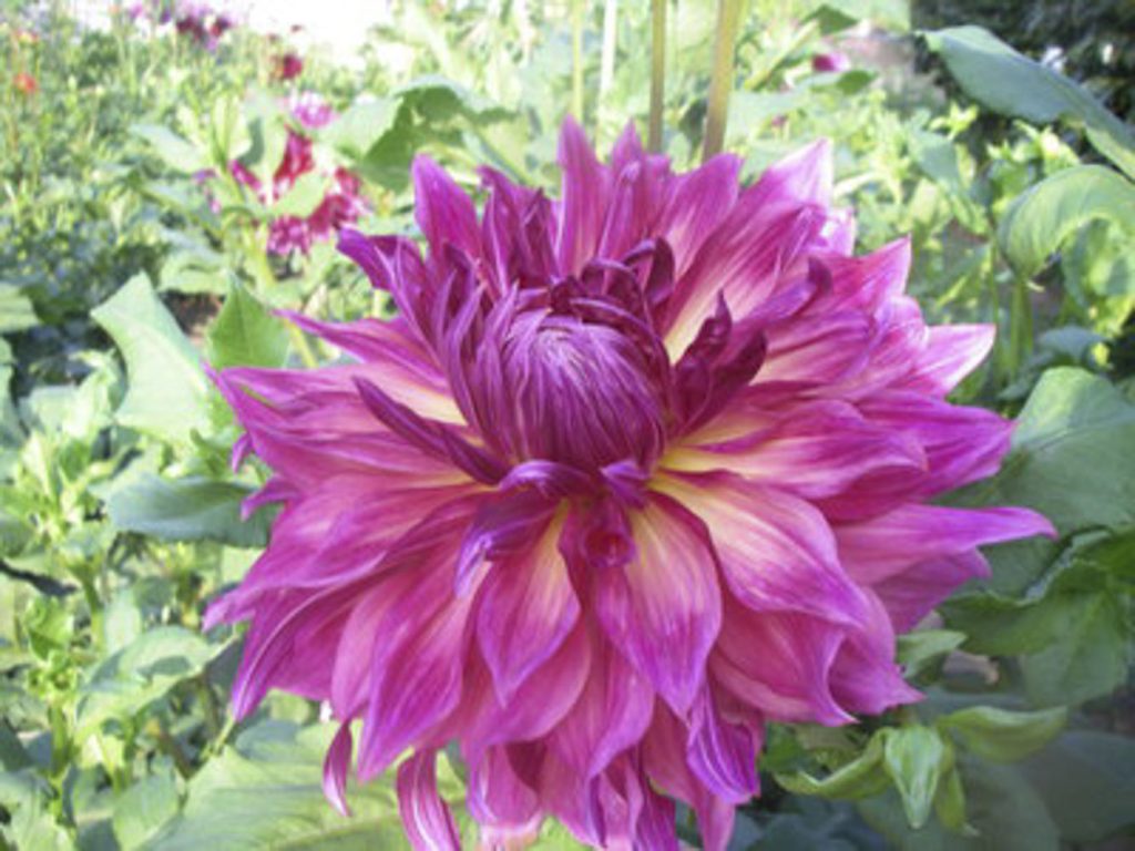 Pinhill Dark Monarch - Old House Dahlias