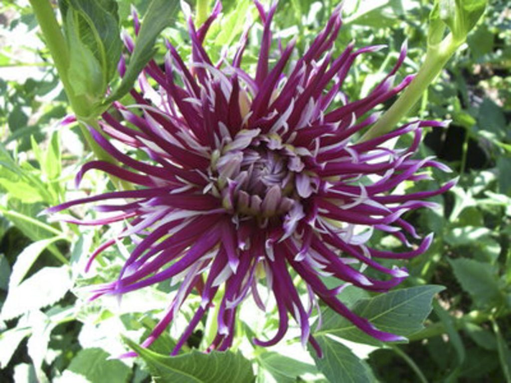 Hollyhill Spider Women - Old House Dahlias
