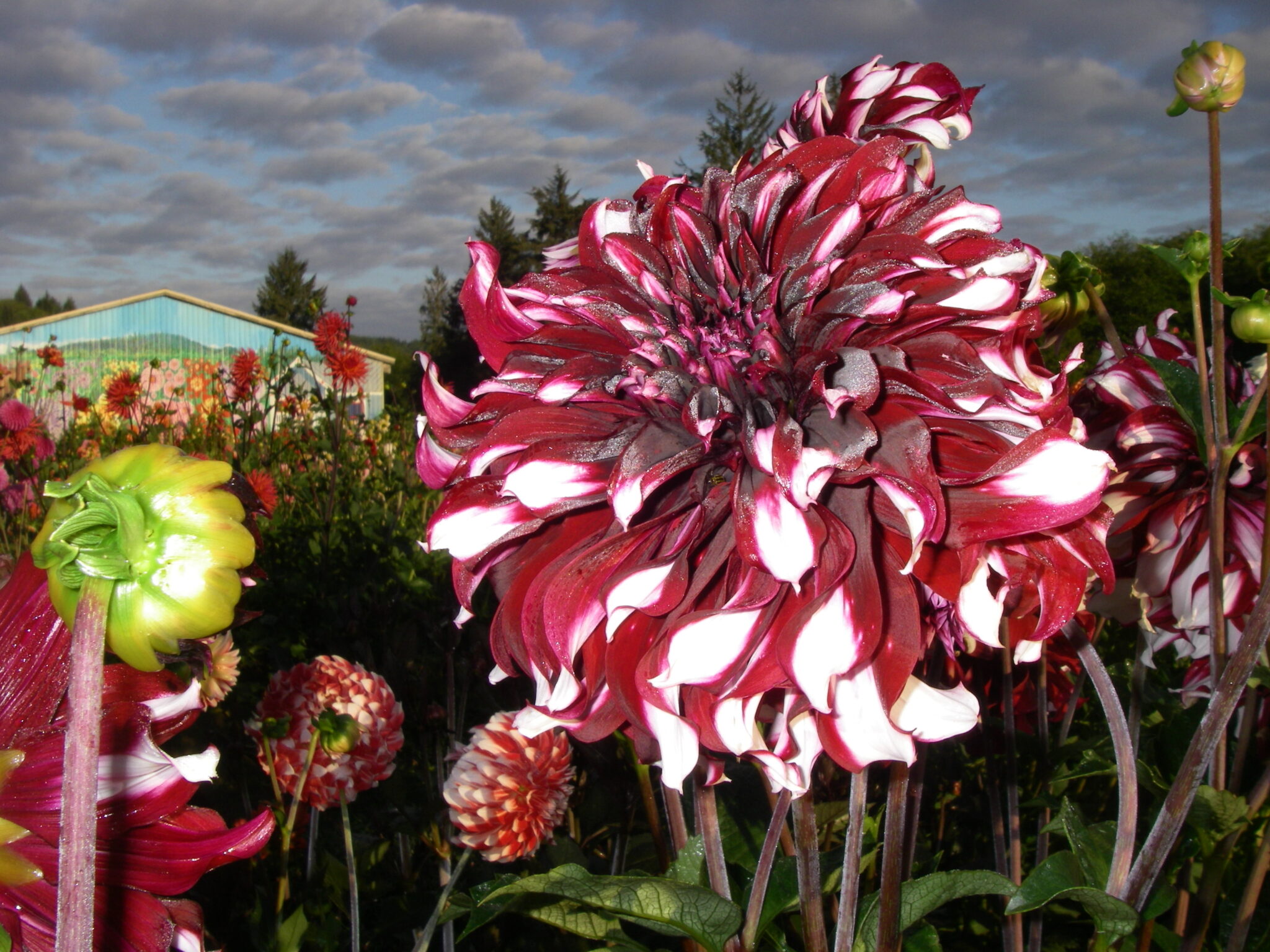 TARTEN - Old House Dahlias